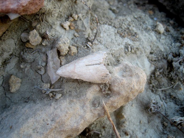 Biodiversity of Cyprus by NGO Protection of the Natural Heritage and ...