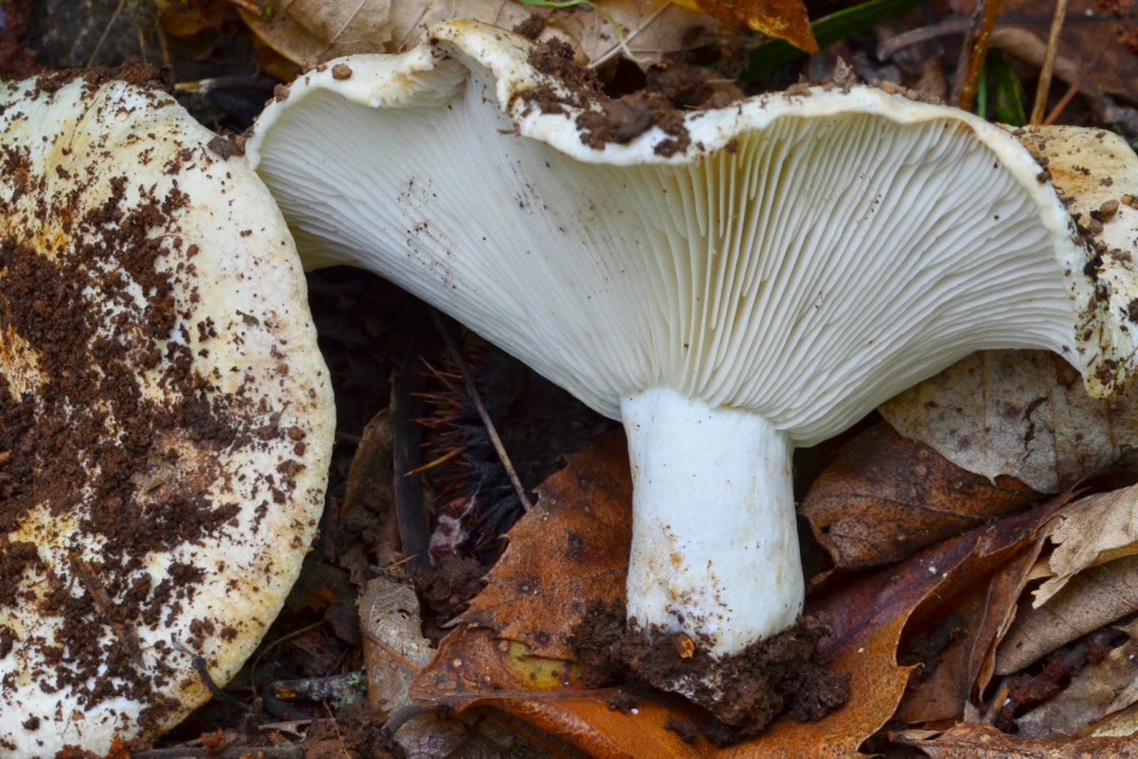 Setas Extremadura : Russula Delica