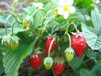 Greek Aquaponics Ενυδρειοπονία: ΦΥΤΑ
