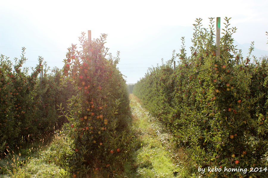 kebo homing - der Südtiroler Food- und Lifestyleblog : Der Blick... auf ...
