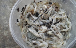 10 Jenis Umpan Yang Popular Digunakan Oleh Pemancing | Cili Blog (vII)