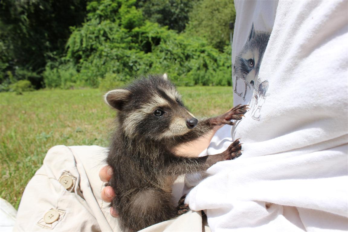 The Laughing Raccoon: Odie update!