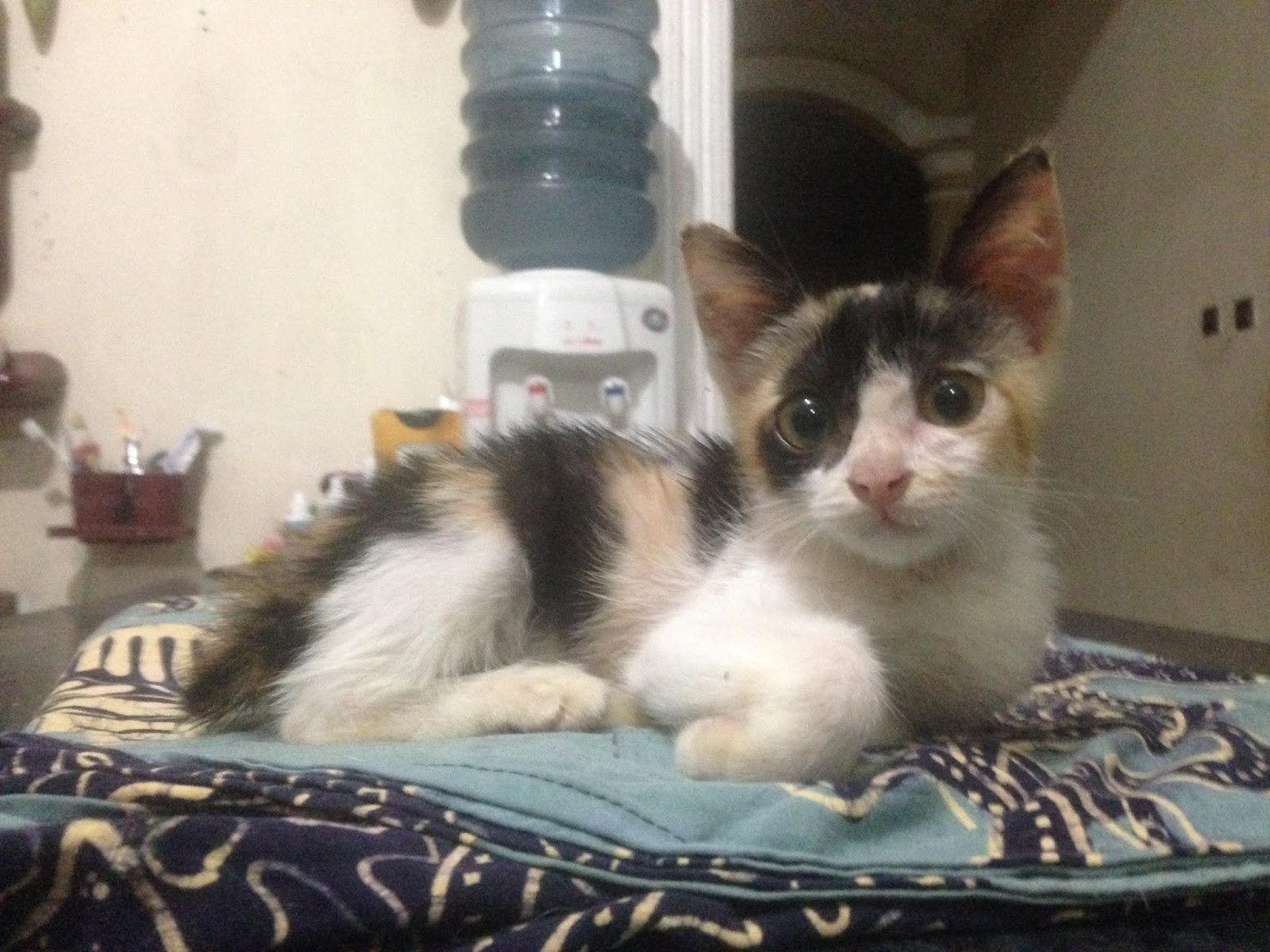 kucing susah pipis kena penyakit FUS/FLUTD (sembuh): kucing kena ...