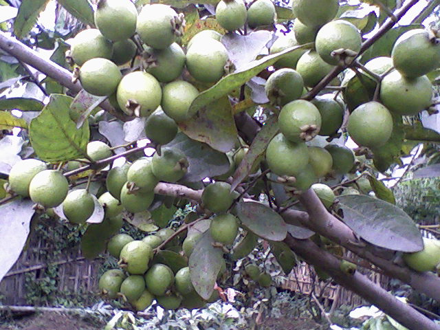 Bibit Buah Bunton Malang: Macam-macam Jambu Biji