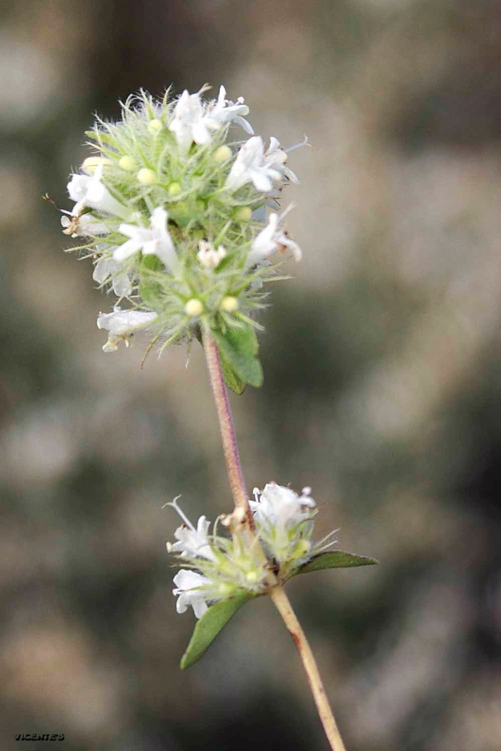 Las flores silvestres de Hormaza: Thymus mastichina