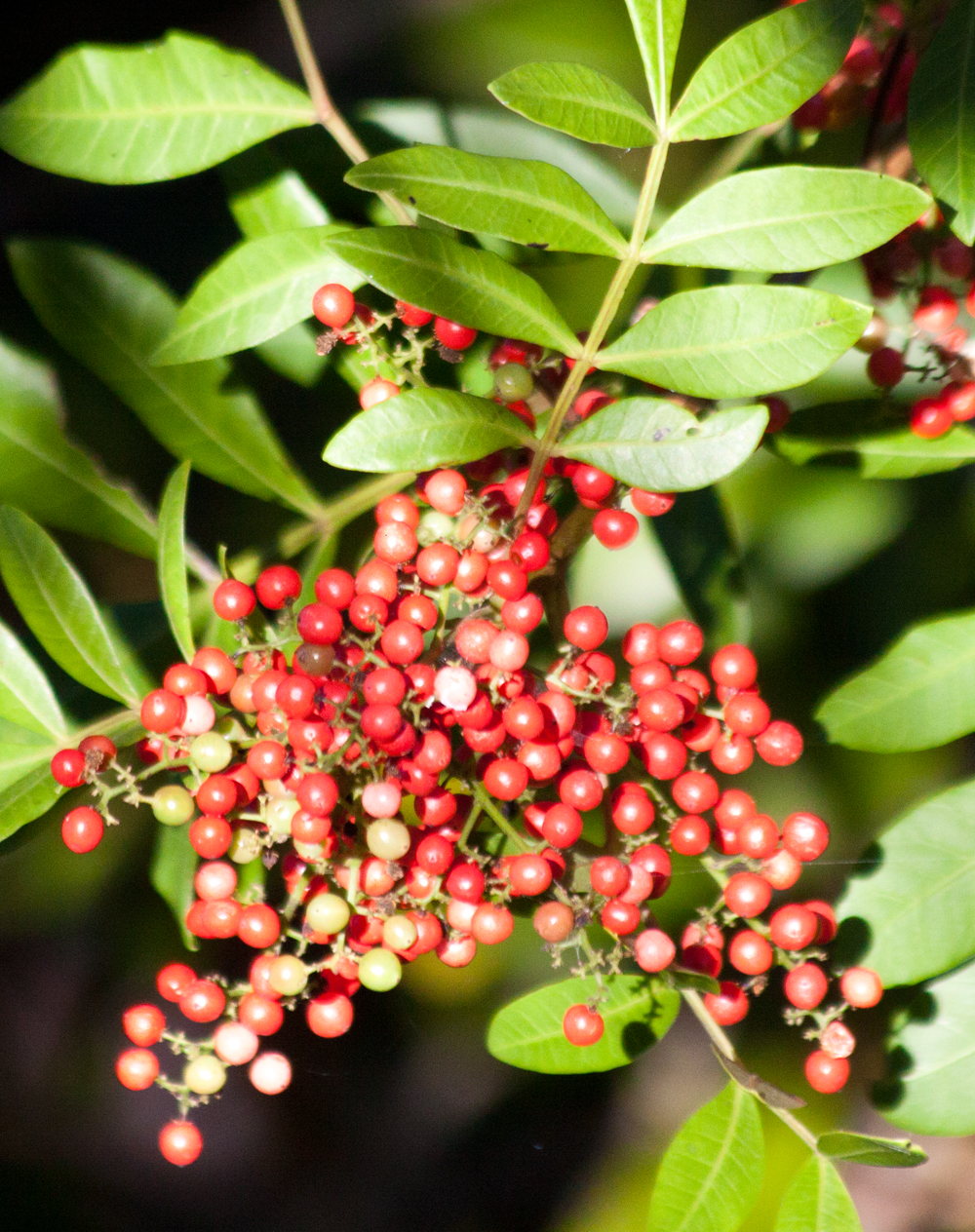 A Nest Amid Thorns: Catching Up