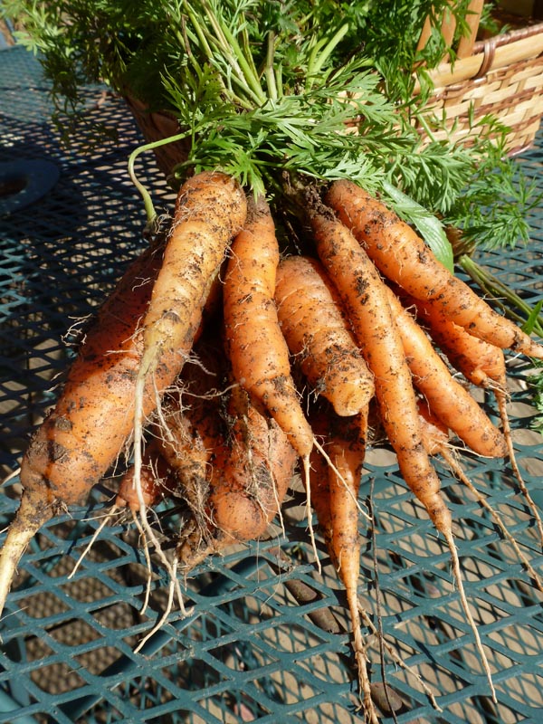 The Enchanted Tree: Fall Garden.