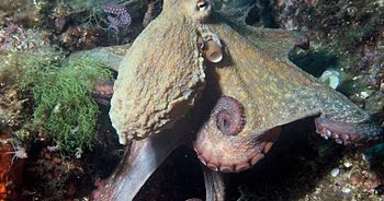 Moluscos: Coleoidea