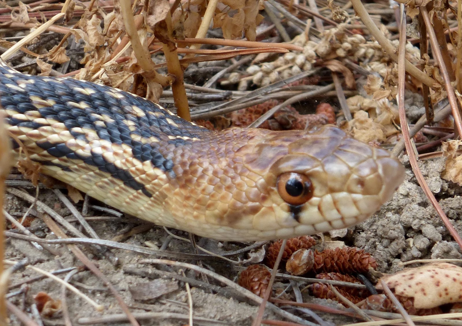 The Malibu Post: The Serpent in the Garden