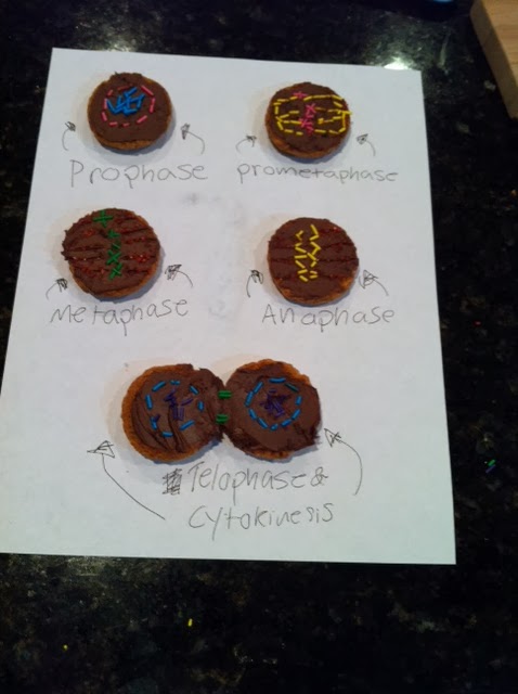 True North: Our Canadian Homeschool: Mitosis Cookies - Science 9