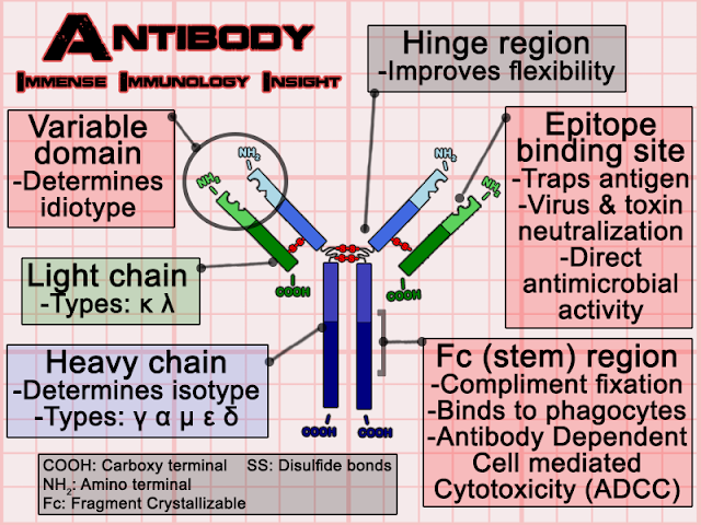 Immense Immunology Insight: Antibody structure simplified
