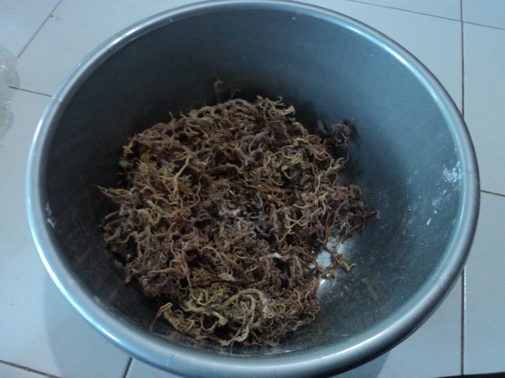 Rumput Laut Indonesia: Aneka Olahan Rumput Laut dari Sumbawa