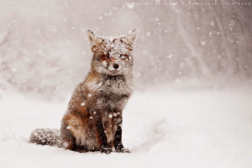 White Wolf : These 15 Photos Will Make You Fall In Love With Foxes