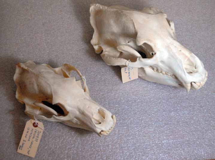 Shirl Ireland's Art Blog: A grizzly affair