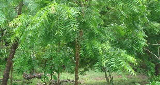 Neem Tree Helth benefits of Neem Tree Agreeculture of India