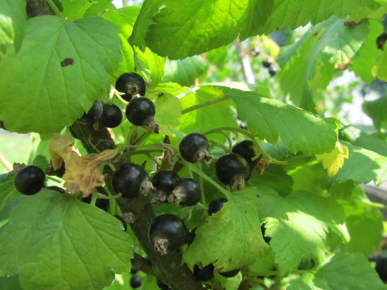 Come Coltivare il Ribes Nero (Ribes nigrum) | Il Gusto Della Natura