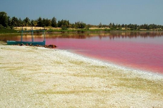 culturecase: Lac Rose