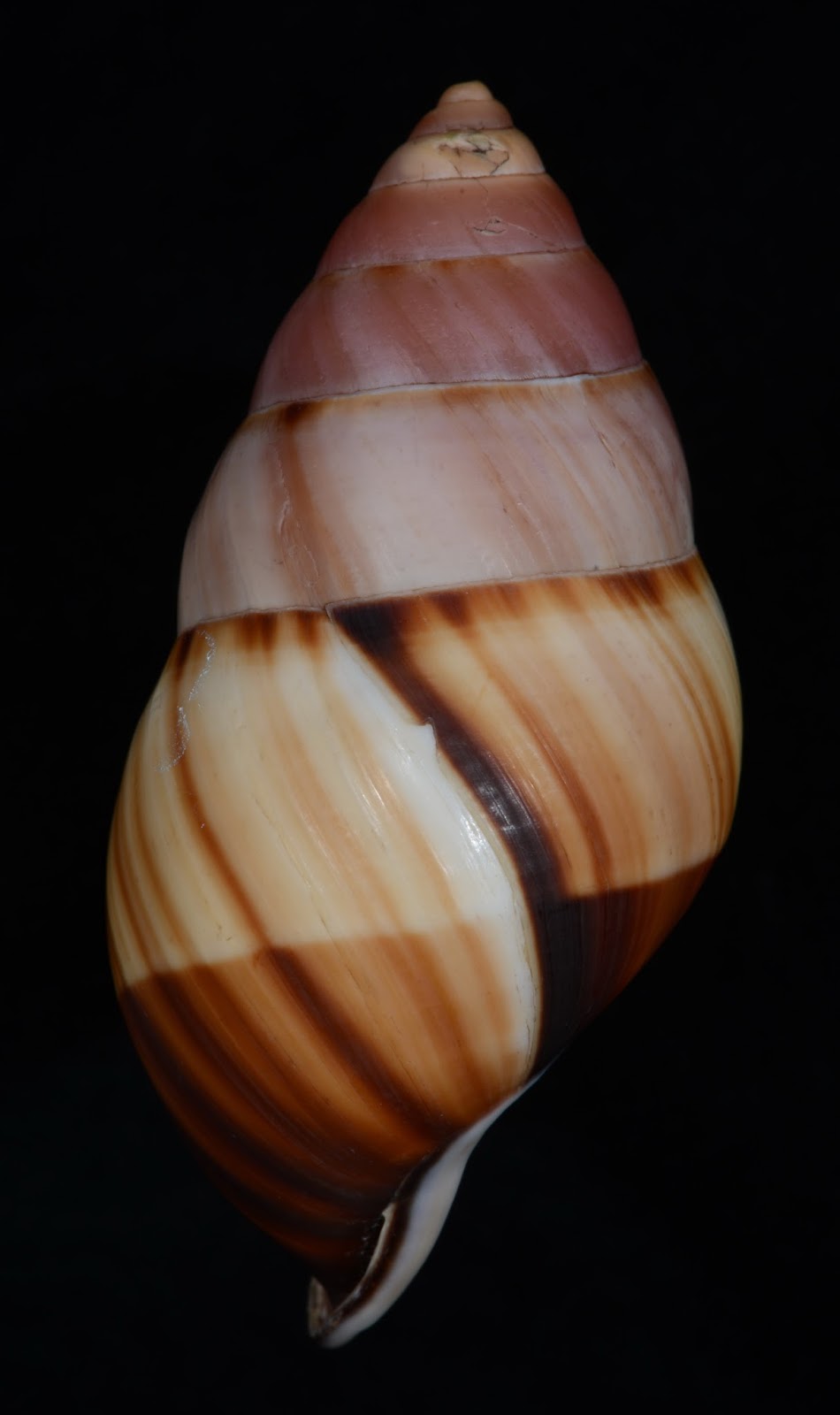 Dr. Lee's Gallery Museum: Amphidromus inversus annamiticus 51.78mm ...