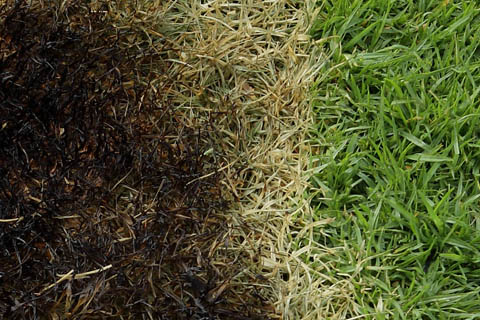 Photography S Art: Burnt Grass