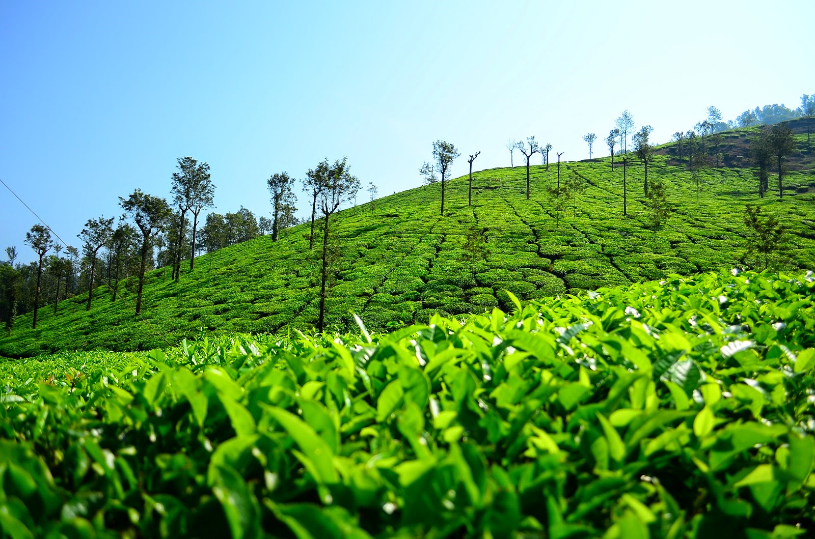 Sharath Hassan A Travelling Photographer: Samse Tea Estate near ...
