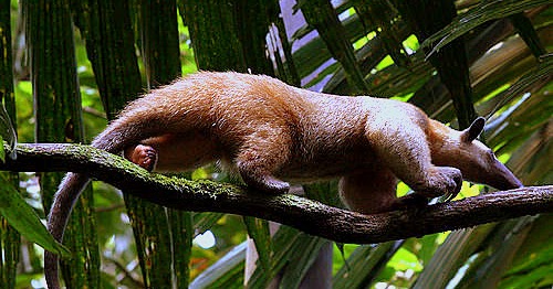 PLAAN : Oso Hormiguero o Melero - Tamandua tetradactyla