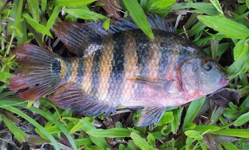GnenoSport Fishing 2014: Shane First Fish! Meow Fish