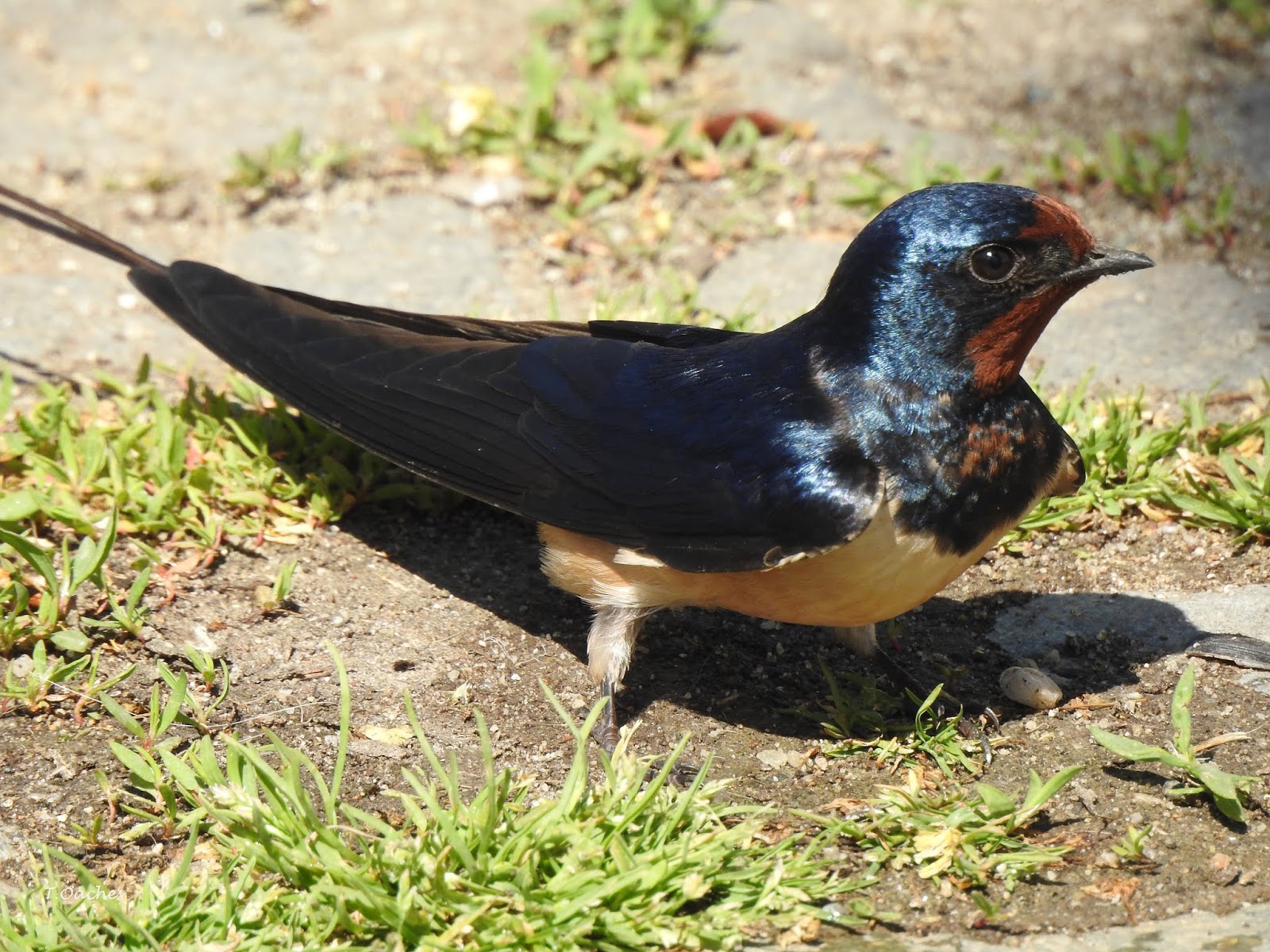 PASARI DIN ROMANIA: randunica
