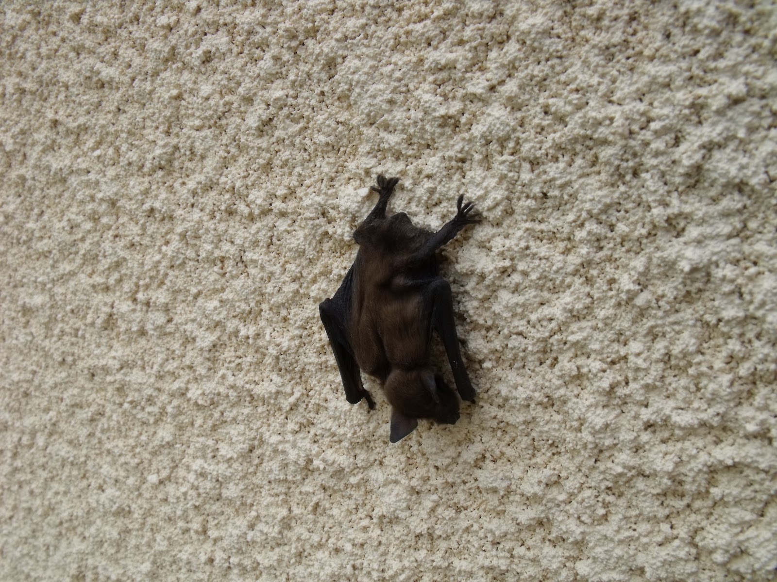 Le blog de Caro: Un bébé Chauve-Souris mâle