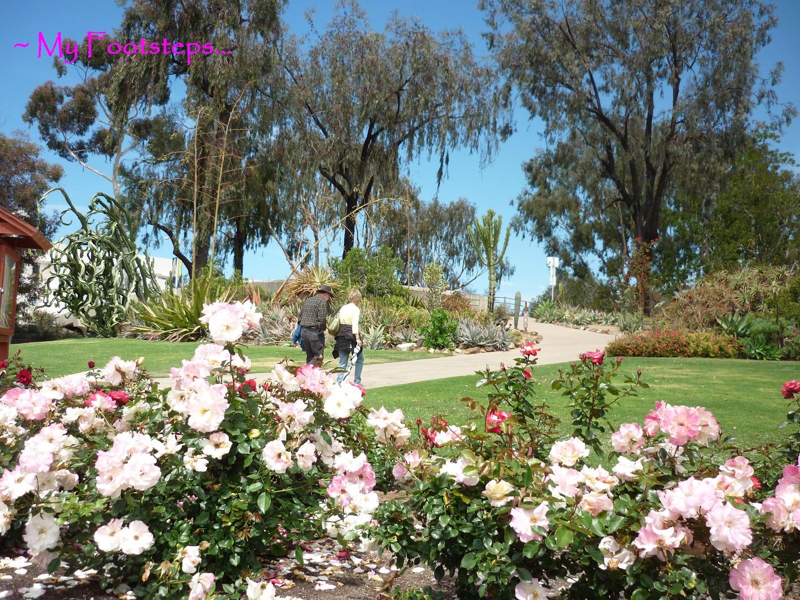 My footsteps...: Roses at Rose Garden, Balboa Park, San Diego (3)