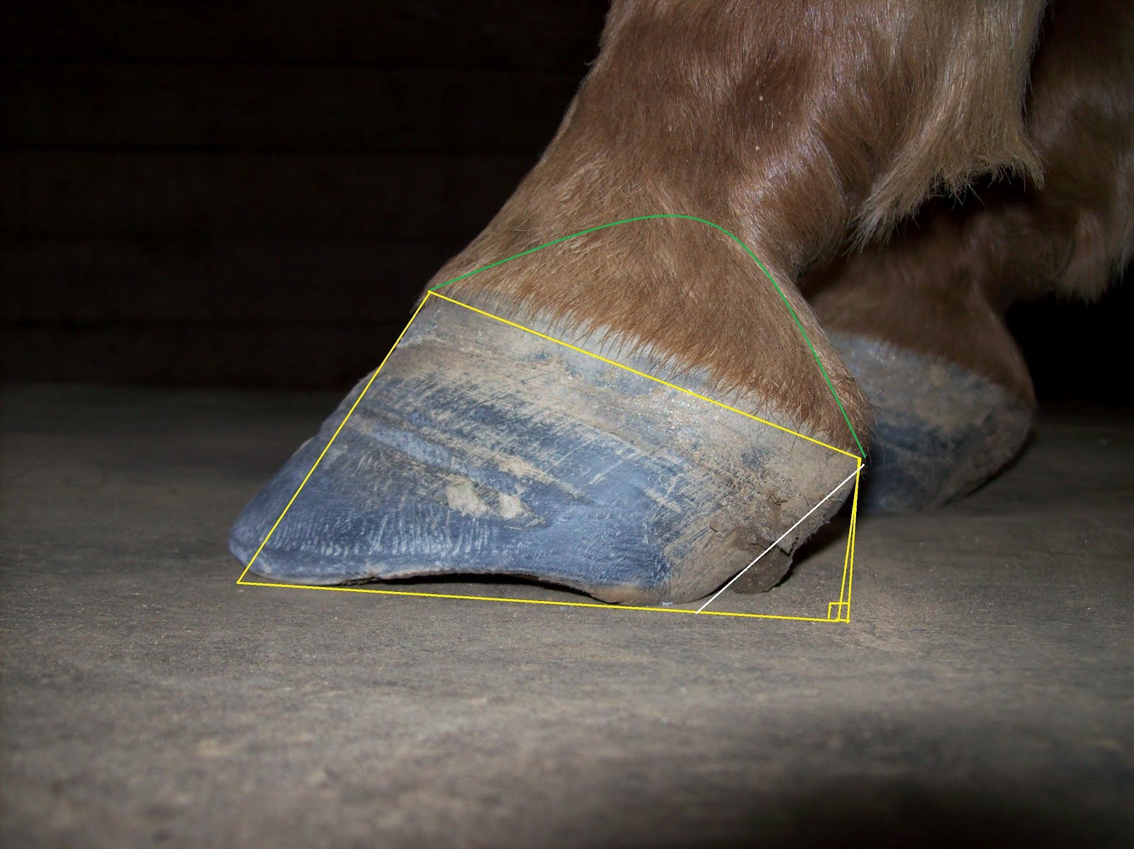 Kate's Hoof Care Blog: Rehab Project: Gee I'm Fancy