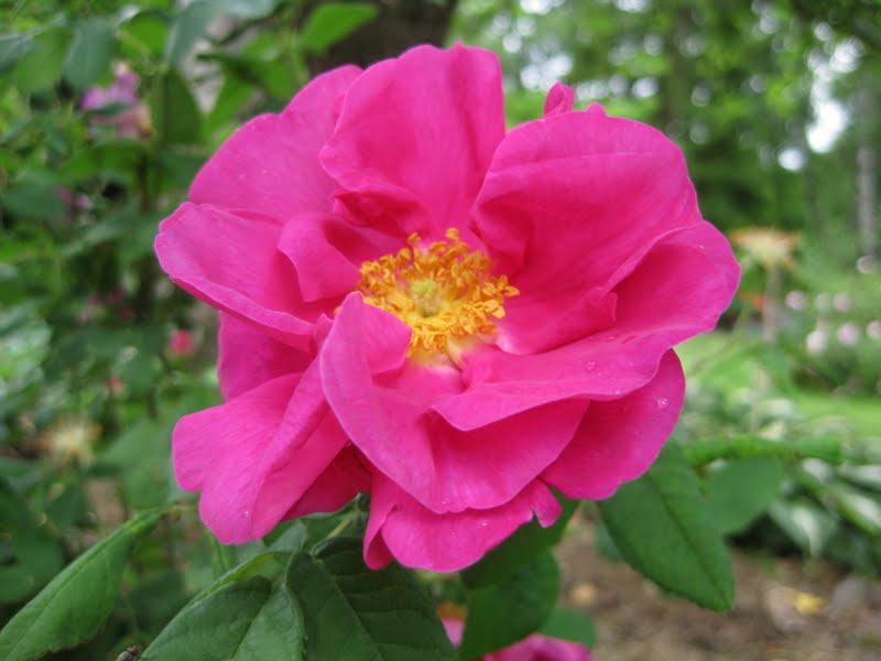 Min trädgård: Rosens dag