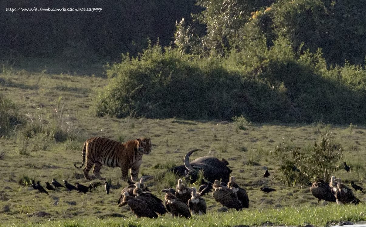 Tiger: Bengal Tiger vs Wild Water Buffalo (Kaziranga National Park)