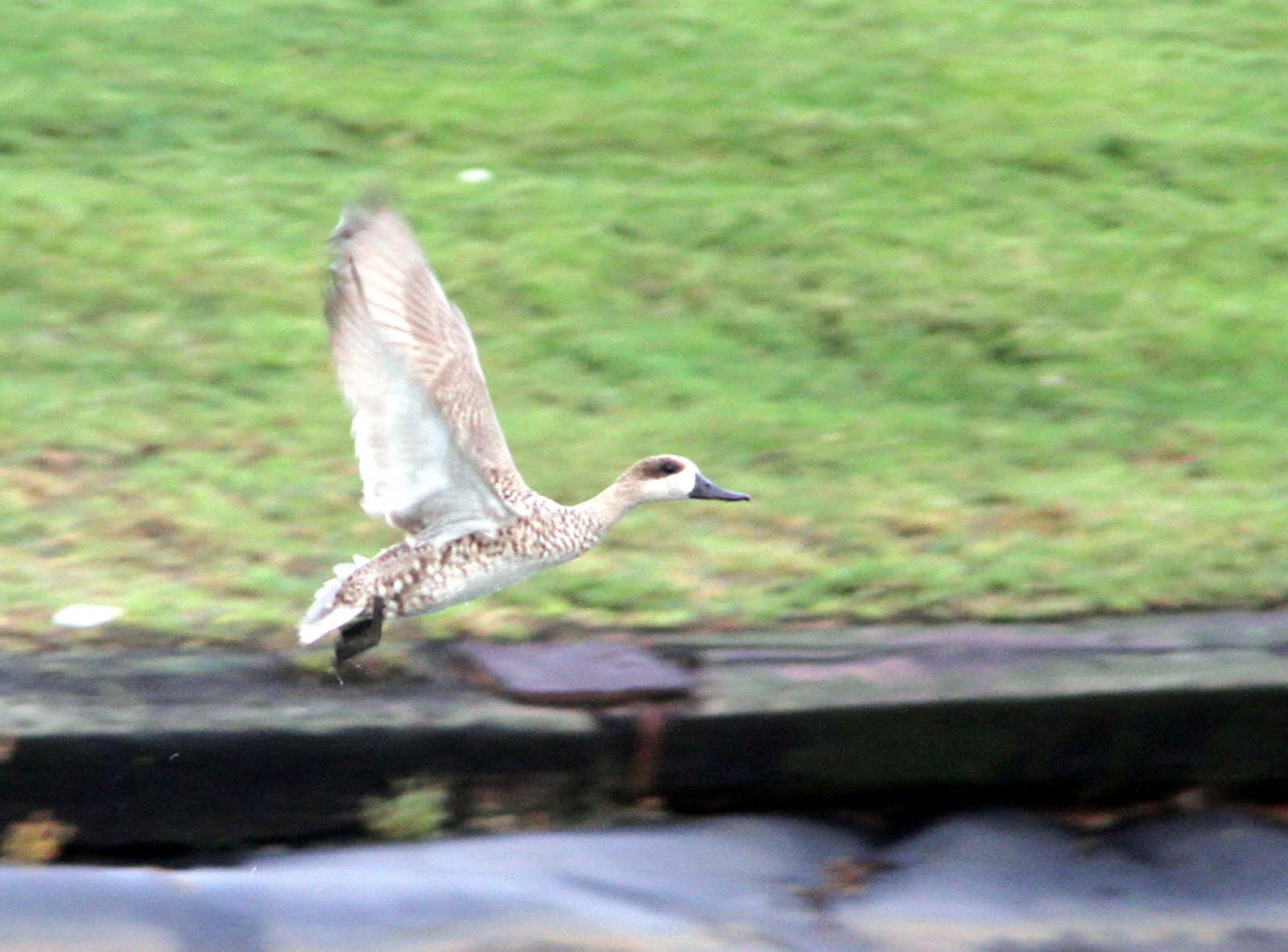 Canary Islands Birding News: Cerceta pardilla – Marbled Teal