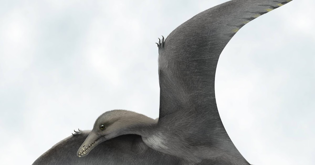 Vitor Silva - Paleoartista: Sordes