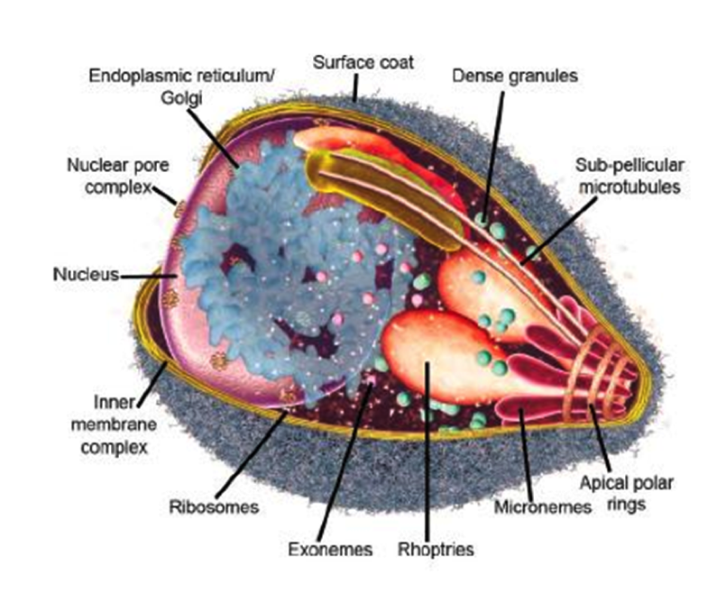 Biomédicos da UniBH: Fique por dentro da Malária