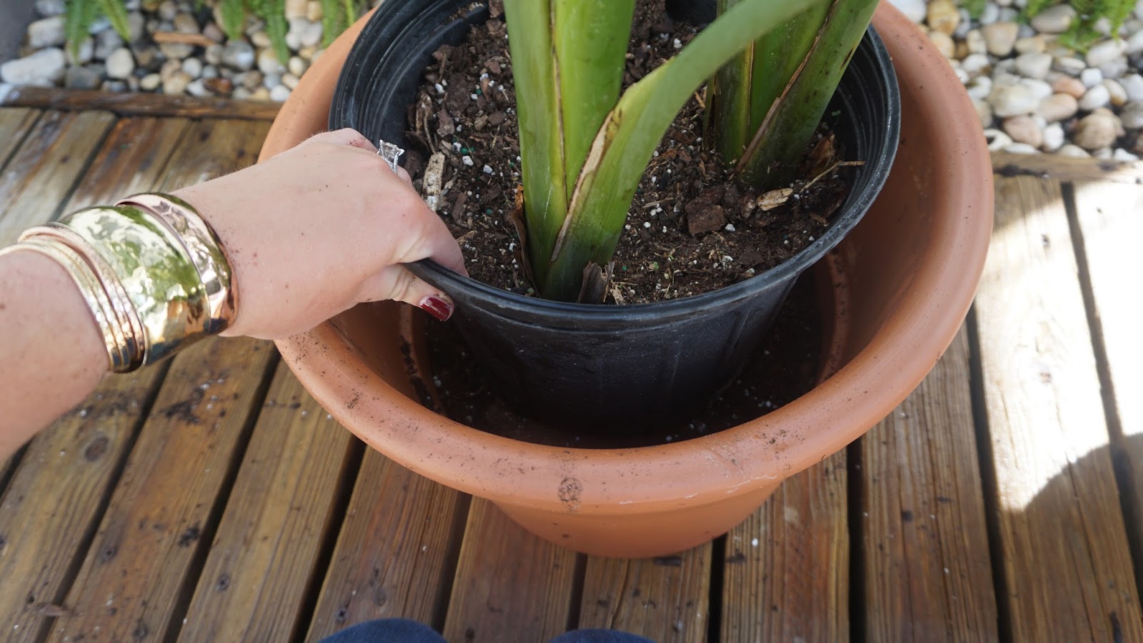 Lorraine Stanick: How to : Pot A Plant