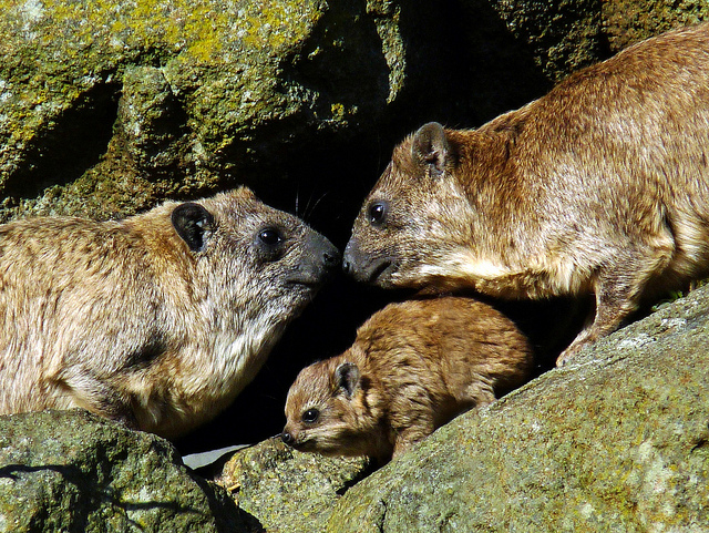 The Hyrax – The Elephant’s Cousin | The Ark In Space