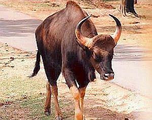 Kouprey ~ Animals Images