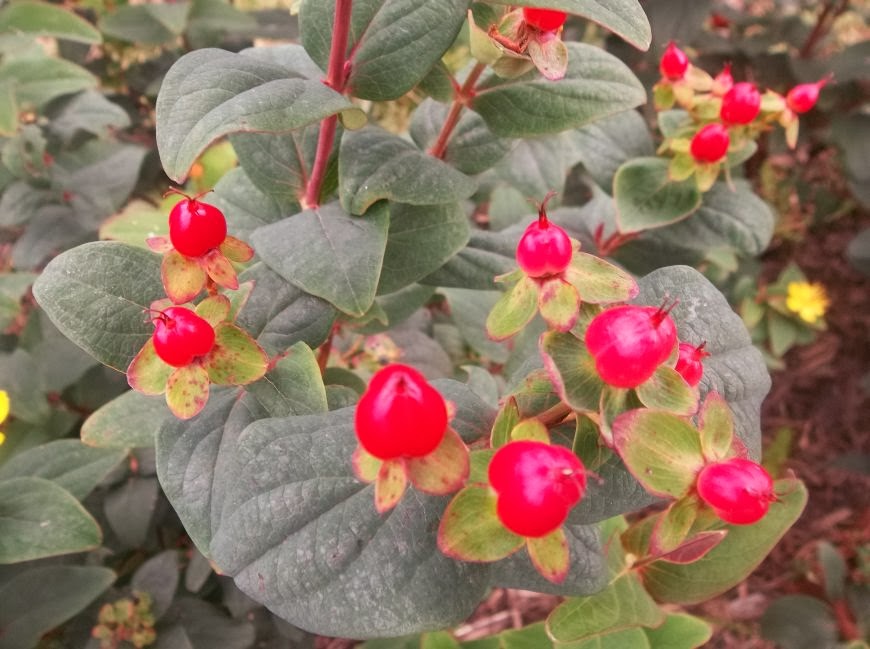 Future Plants by Randy Stewart: Hypericum