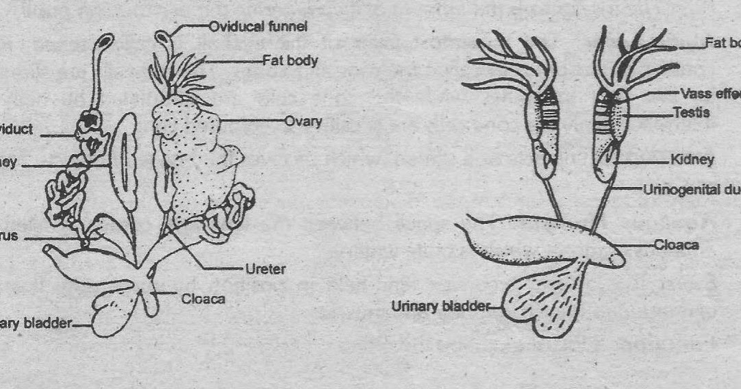 Notes Guide Book: Explain the reproductive system of frog.