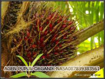 PERBEDAAN BUNGA JANTAN DAN BETINA KELAPA SAWIT | PUPUK BUAH SAWIT