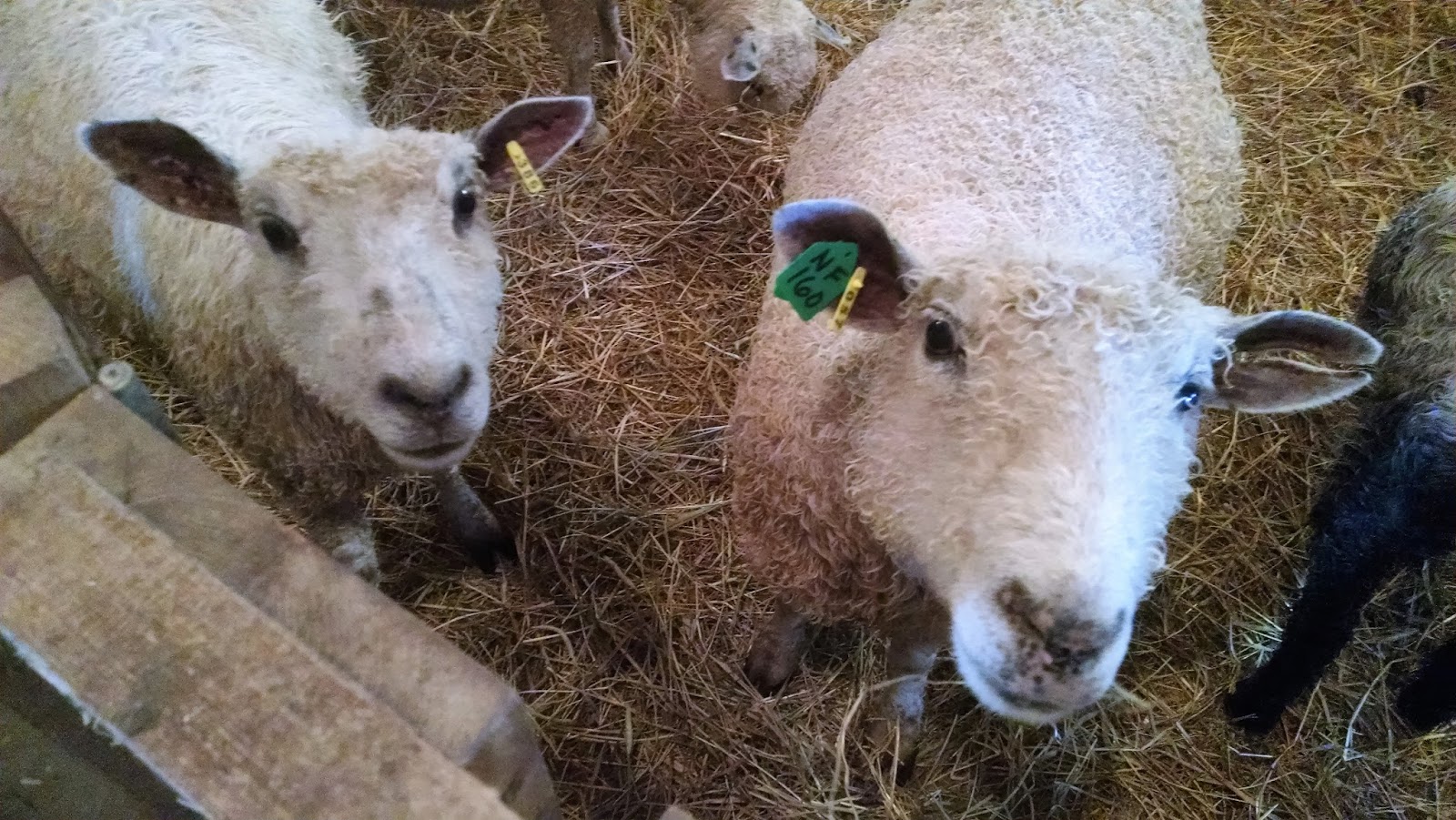 Knee Deep in Sheep: Sparkling White