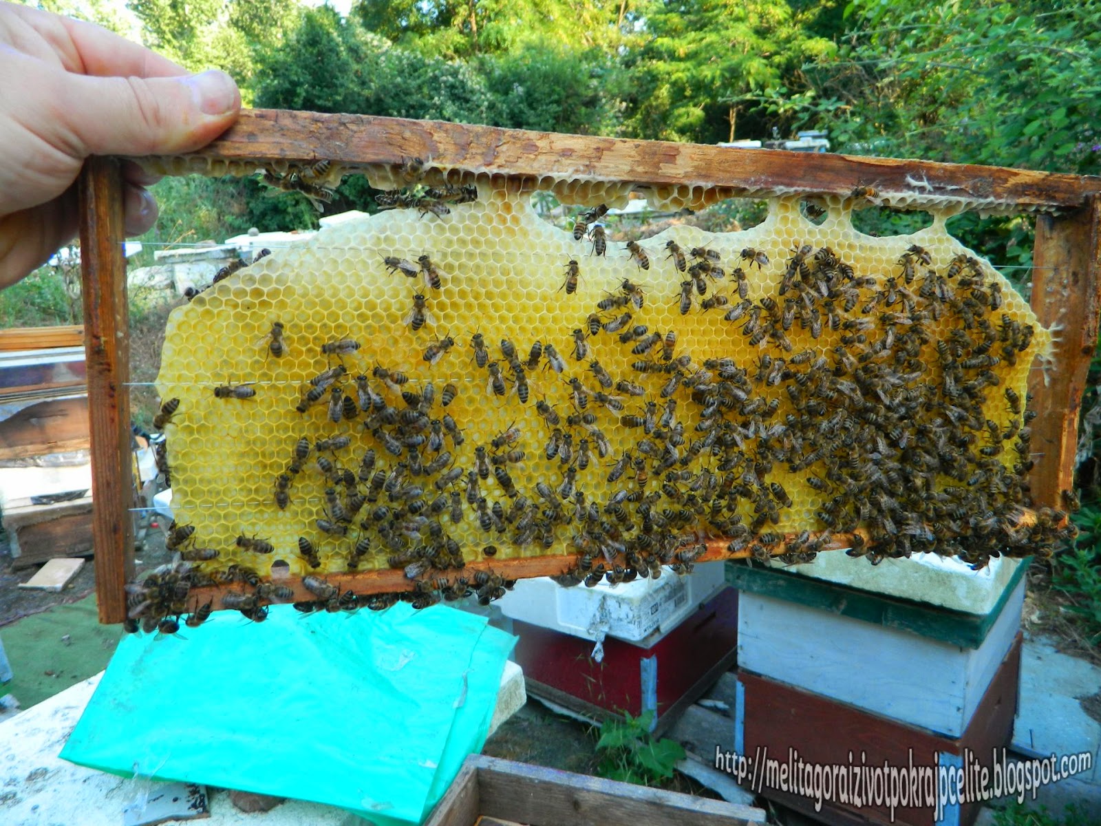 Сотните основи годинешни | Живот покрај пчелите