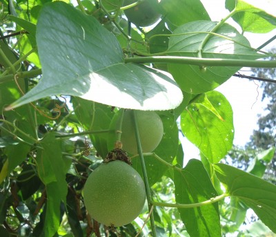 Granadilla (Passiflora ligularis)