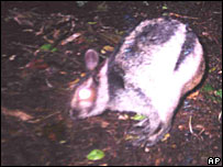 Welcome to Kerinci, a piece of heaven: Sumatran Stripped Rabbit ...