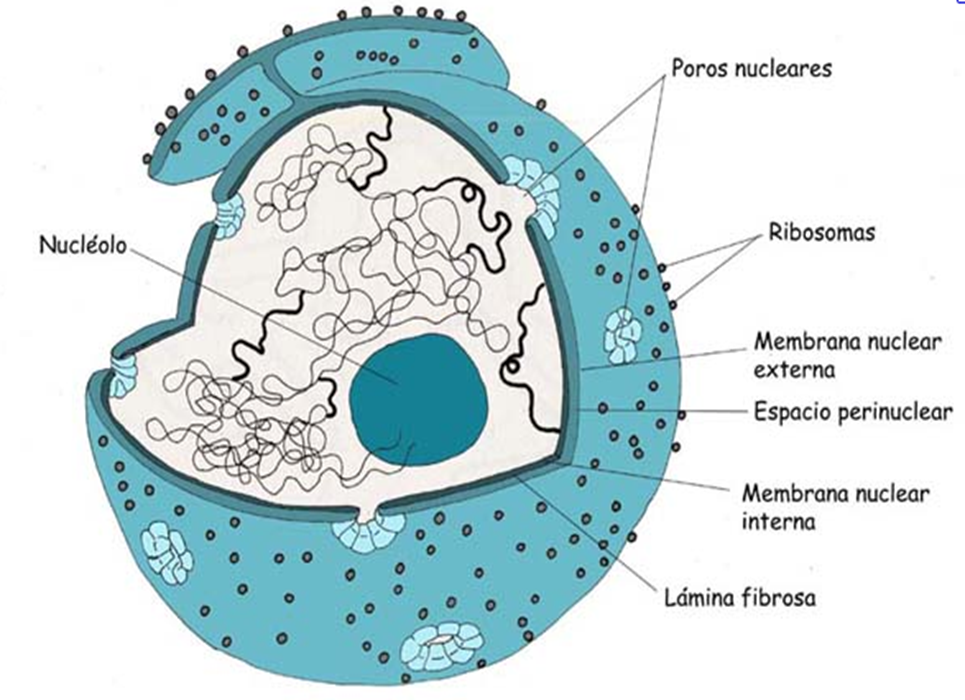 CIENCIAS NATURALES: TEORIA CELULAR