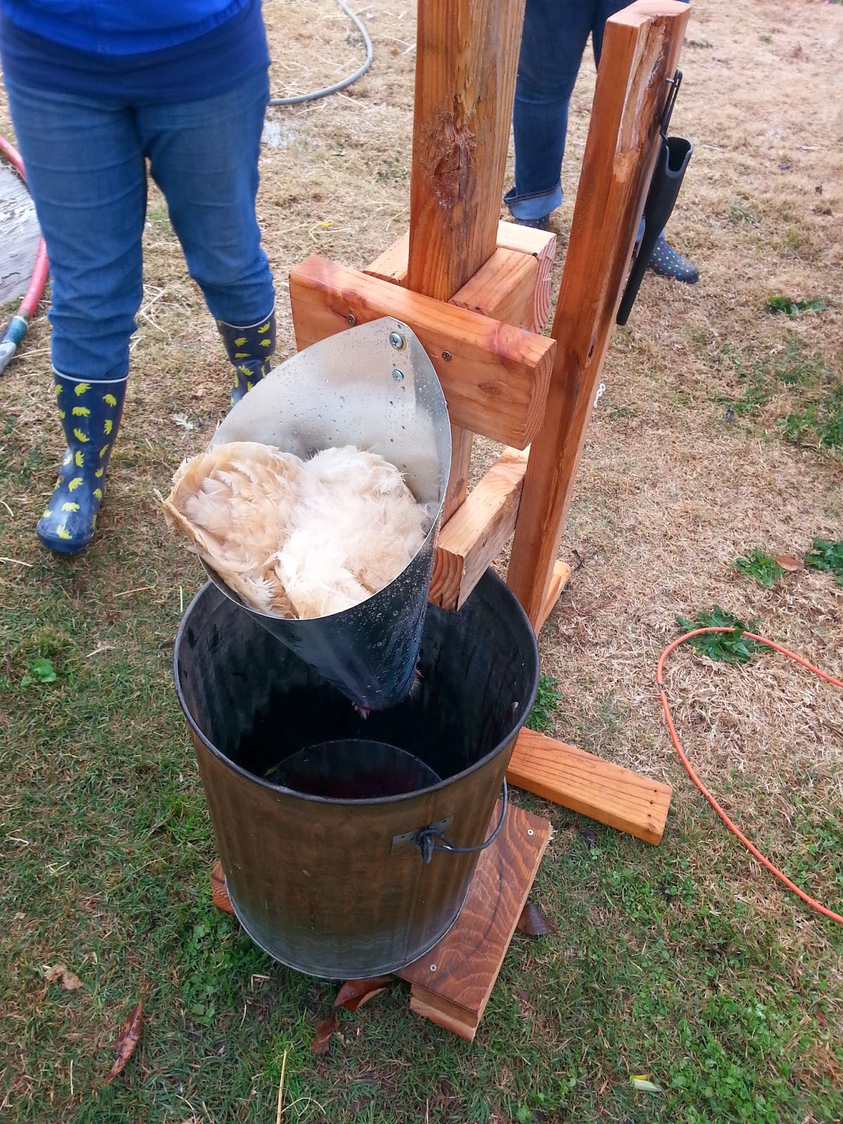 Agape Farm "The Farm of Faith, Hope & Love": Chicken Culling Day 12/7/13