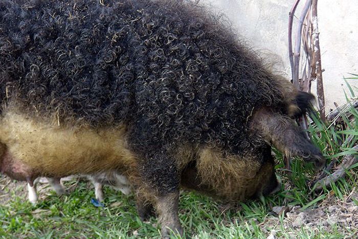 Pix Grove: Hungarian Curly Hair Pig Mangalitsa