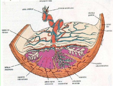 Biomedicina UNA 2016 | Embriologia: Maio 2016