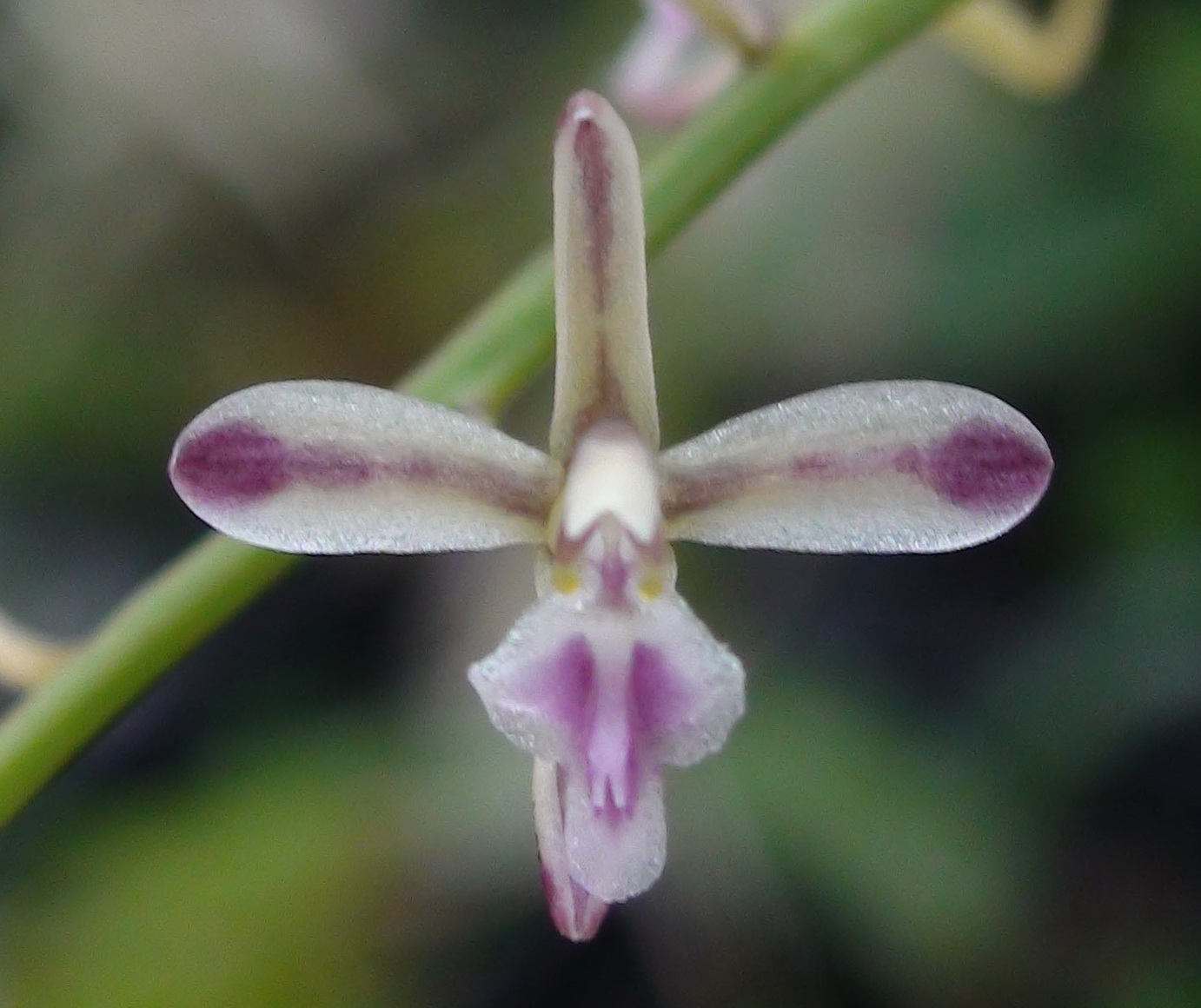 Wild orchids in sumatra: Acriopsis sumatrana Schltr., 1900